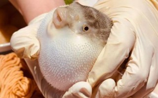 小河豚怎么养_小河豚吃什么食物