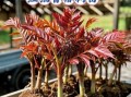香椿种植失败原因_如何避免香椿苗死亡