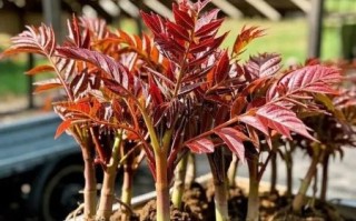 香椿种植失败原因_如何避免香椿苗死亡