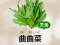 曲曲菜长什么样_曲曲菜和蒲公英区别