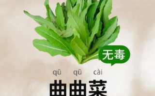 曲曲菜长什么样_曲曲菜和蒲公英区别