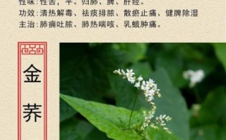 金荞麦是骗局吗_金荞麦副作用有哪些