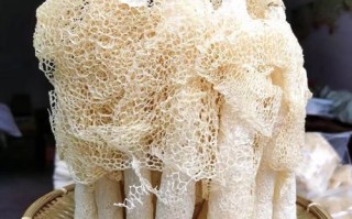 竹笋菌多少钱一斤_竹笋菌价格行情