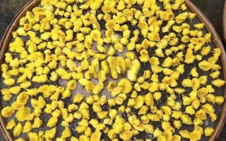 金花茶树苗怎么养_金花茶树苗价格多少钱一棵