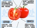 西红柿的营养价值及功效_西红柿生吃还是熟吃更营养