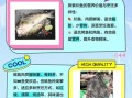 肥鲶鱼图片_如何分辨真假