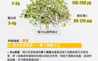 芽苗菜怎么种_芽苗菜营养价值