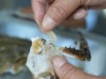 梭子蟹怎么处理内脏_内脏清理步骤