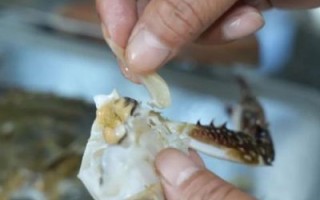 梭子蟹怎么处理内脏_内脏清理步骤