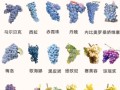 葡萄有几种品种图片_常见葡萄品种名称大全