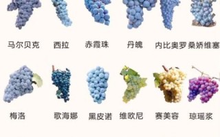 葡萄有几种品种图片_常见葡萄品种名称大全