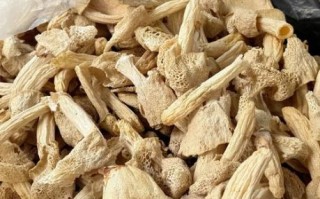 竹荪菌图片_竹荪菌怎么挑选