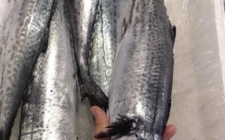 鲅鱼是什么鱼_鲅鱼长什么样