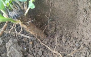 地骨皮图片长什么样_地骨皮真假辨别方法