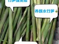 水笋的功效与作用_水笋的禁忌有哪些