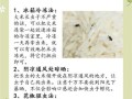 大米生虫子怎么办_如何彻底消灭米虫