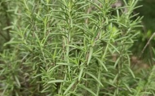 迷迭香对人体有害吗_孕妇能吃迷迭香吗