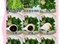 莴笋叶子能凉拌吃吗_莴笋叶凉拌做法
