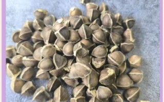 辣木籽口感骗局_辣木籽为什么这么苦