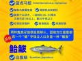 鲐鱼和鲅鱼的区别_怎么区分鲐鱼与鲅鱼