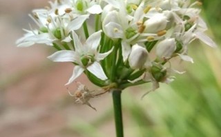 韭菜花怎么保存_韭菜花可以冷冻吗