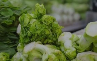 抱儿菜怎么做好吃_抱儿菜的家常做法