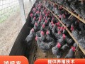 芦花鸡苗多少钱一只_10只起卖怎么买