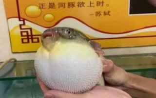 正是河豚欲上时是什么意思_春季吃河豚安全吗