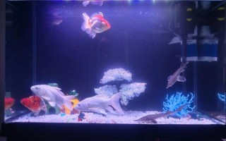 热带观赏鱼怎么养_水族箱布置技巧