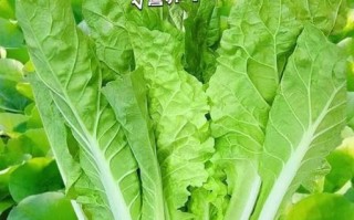 奶油白菜是哪里的菜系_奶油白菜正宗做法