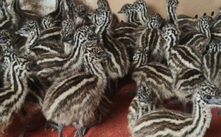 100斤鸵鸟多少钱一只_鸵鸟价格行情