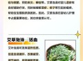 新鲜艾叶可以泡水喝吗_新鲜艾叶泡水喝的正确方法