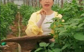 菜花叶子怎么做好吃_菜花叶子做法大全