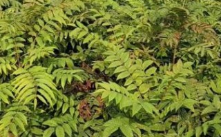 香椿树苗基地在哪_香椿树苗多少钱一棵