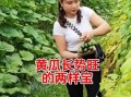 黄瓜幸福宝是什么_黄瓜幸福宝怎么用