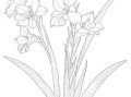 菖蒲简笔画怎么画_菖蒲图片简笔画步骤