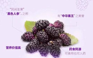 桑葚干一天吃多少合适_桑葚干的功效与作用