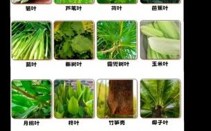 用来包粽子的叶子叫什么_粽叶种类区别