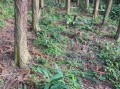 粽叶种植技术_粽叶怎么种