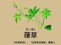 葎草的功效与作用_葎草能治疗哪些疾病