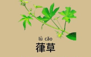 葎草的功效与作用_葎草能治疗哪些疾病