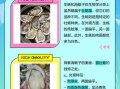 牡蛎和生蚝的外观区别图片_怎么区分