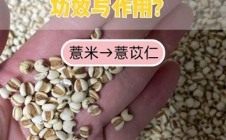 吃薏米导致流产的几率有多大_孕妇能吃薏米吗