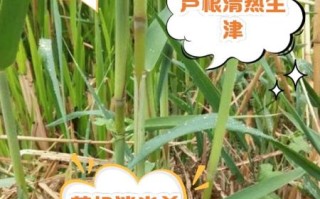 芦根的功效与作用及副作用_孕妇能吃吗
