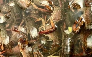 小龙虾养殖技术视频_新手怎么养小龙虾