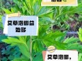 艾叶泡脚的功效与作用_艾叶泡脚的副作用有哪些