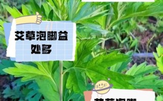 艾叶泡脚的功效与作用_艾叶泡脚的副作用有哪些