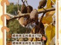 腊梅果子有什么功效_腊梅果子怎么吃效果最好