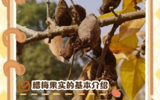 腊梅果子有什么功效_腊梅果子怎么吃效果最好
