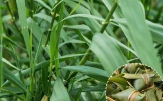 芦苇叶是粽子叶吗_芦苇叶包粽子安全吗